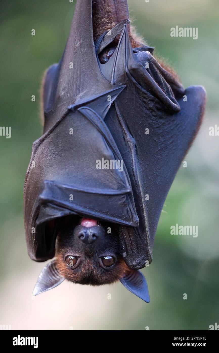 Flying fox bat face hi-res stock photography and images - Alamy