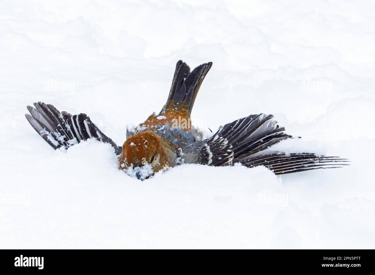 Pinewood beak hi-res stock photography and images - Alamy