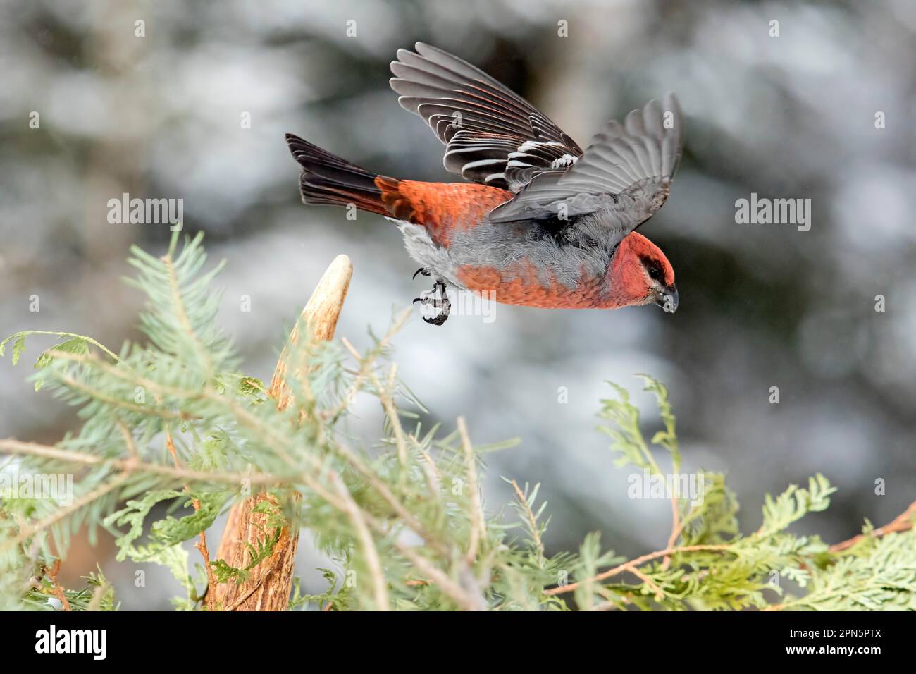Male pine beak taking off in winter (Pinicola enucleator), Quebec ...
