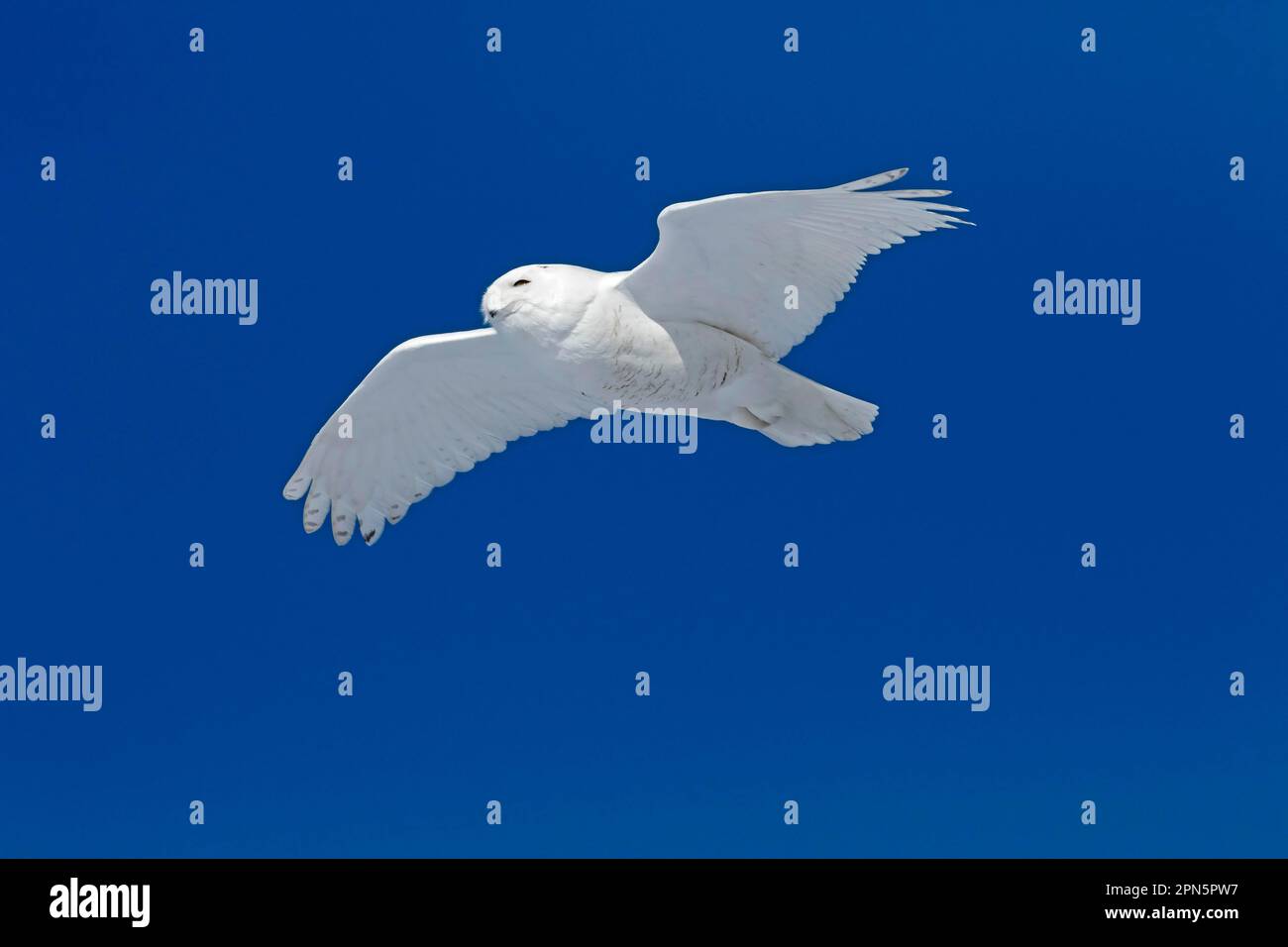 Snowy owl (Bubo scandiacus) in flight under blue sky, Quebec, Canada ...