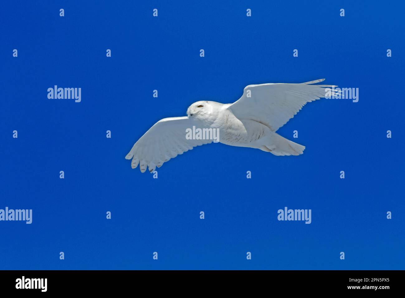 Snowy owl (Bubo scandiacus) in flight, La Mauricie, Quebec, Canada ...