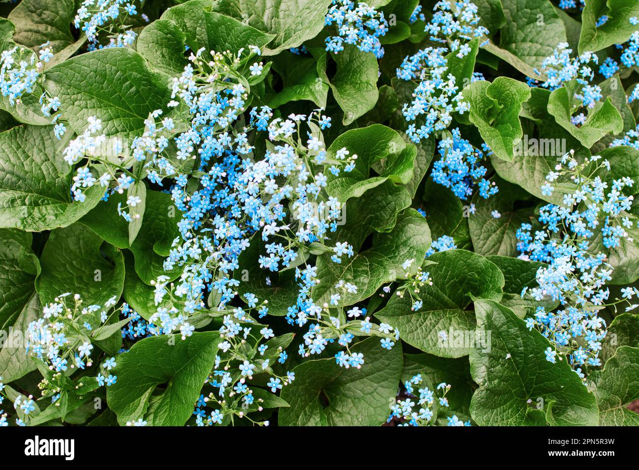 Forget-me-not flowers green leaves background closeup, myosotis ...