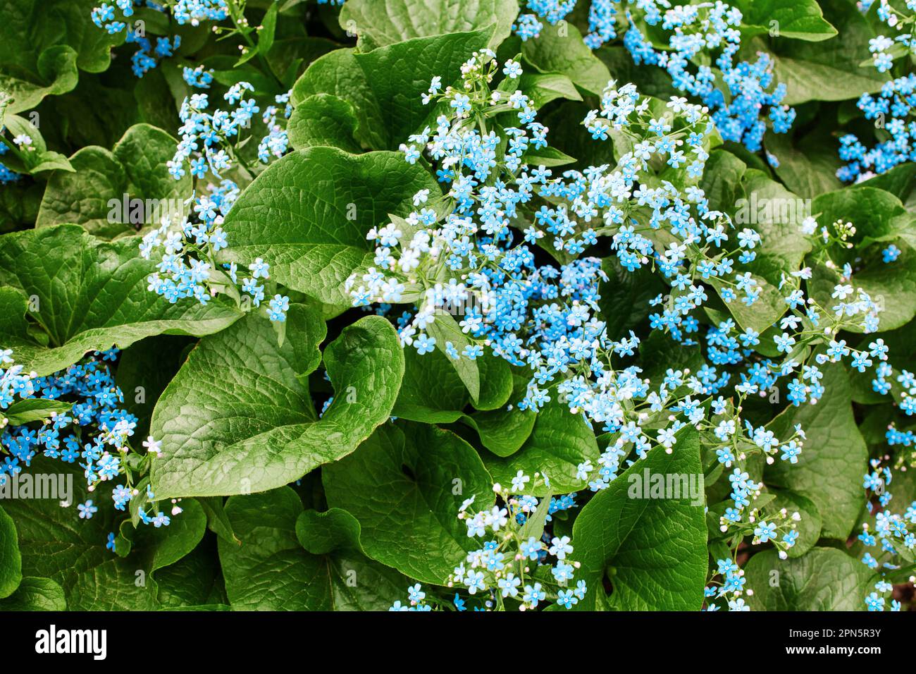 Forget-me-not flowers green leaves background closeup, myosotis ...