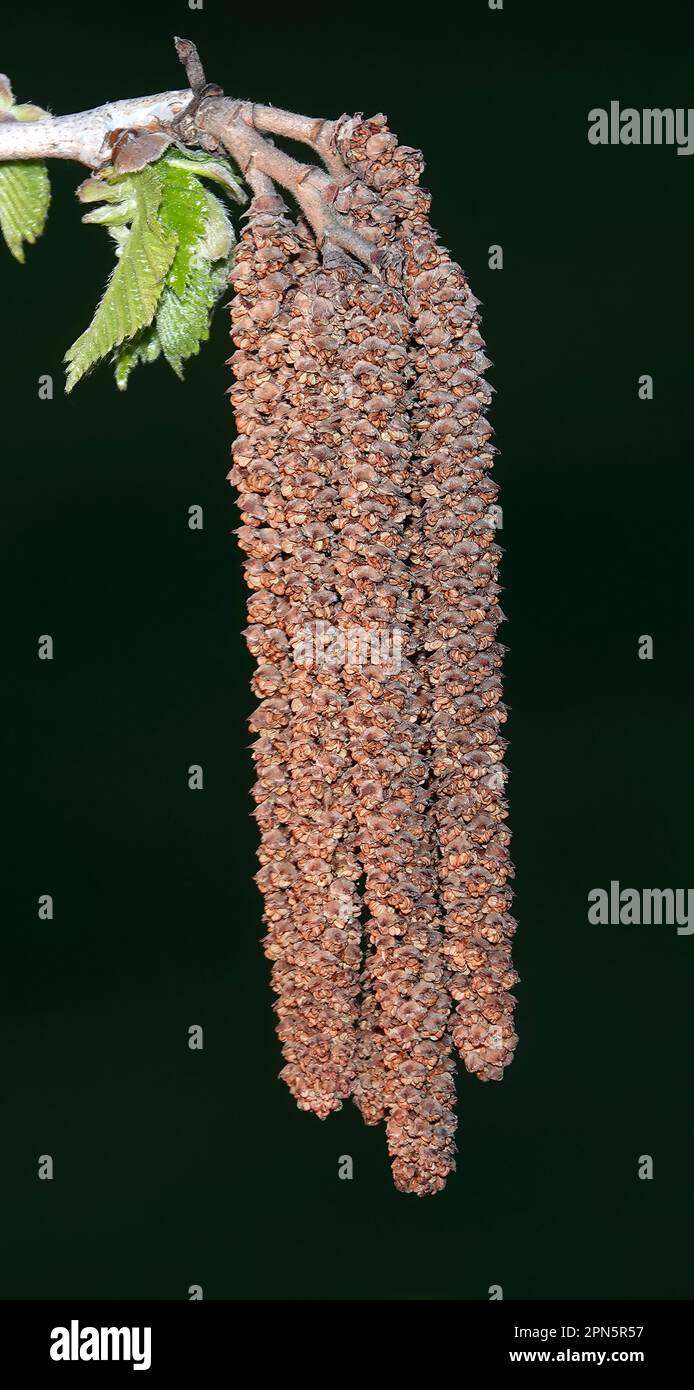 Alder tree its seeds in early spring hanging on a branch Stock Photo ...
