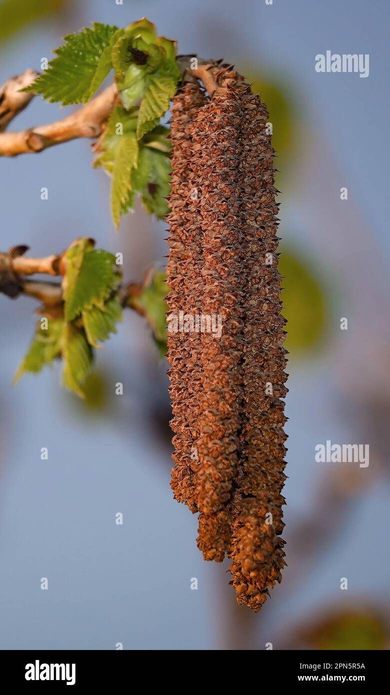 Alder cone on a branch hi-res stock photography and images - Alamy