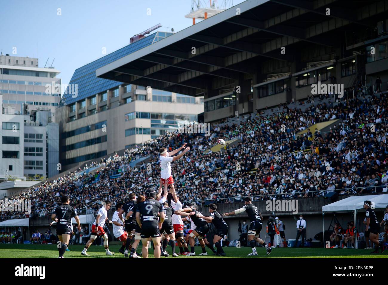 Black rams tokyo hi-res stock photography and images - Alamy