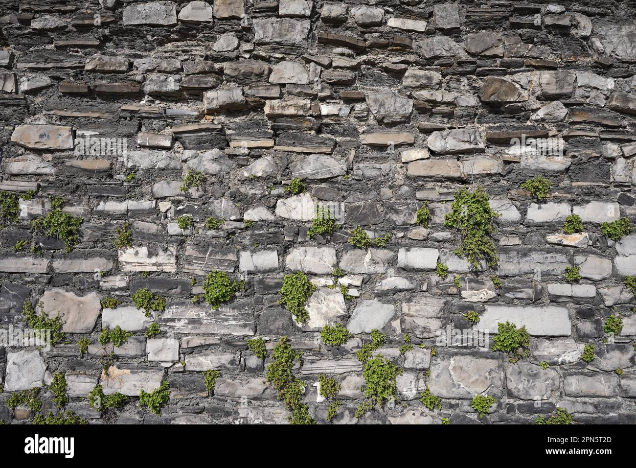 Plants growing in crevice hi-res stock photography and images - Alamy