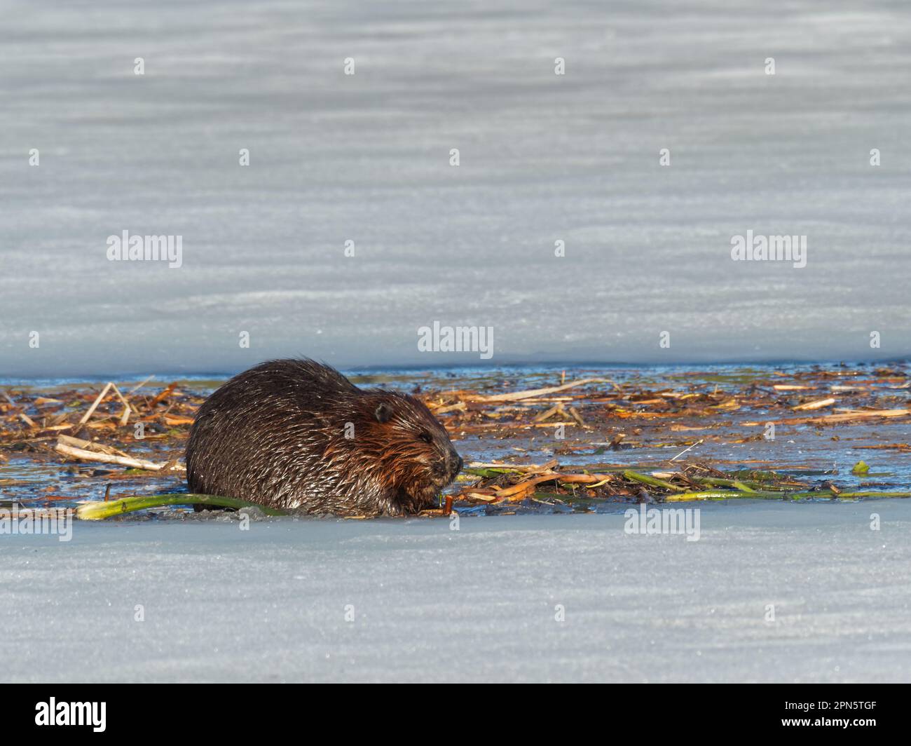 A young beaver eating lily pad stems in early spring. Quebec,Canada ...