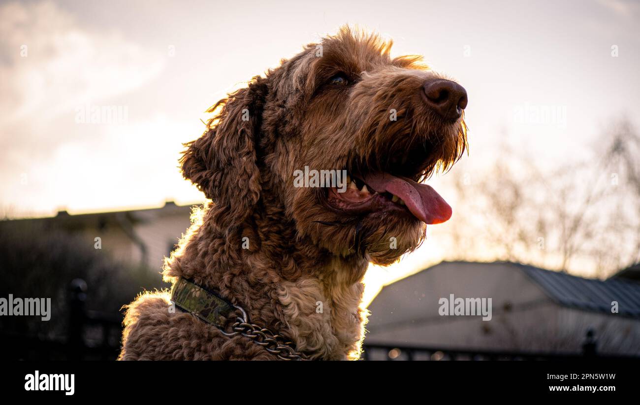 Panting canine hi-res stock photography and images - Alamy