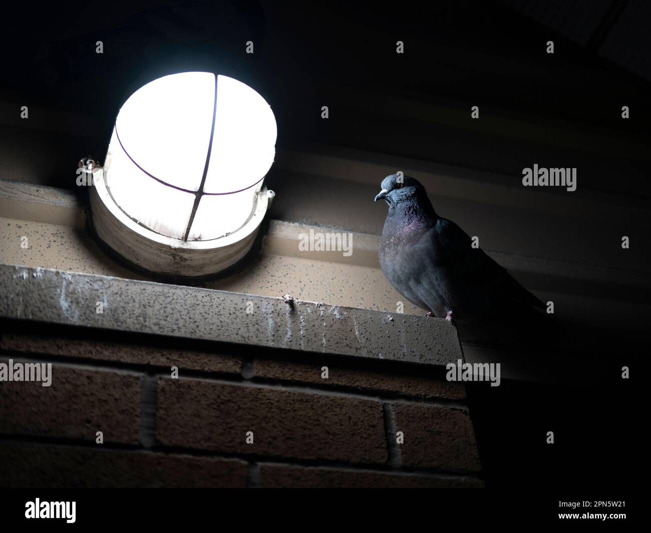 Pigeon in the dark by light Stock Photo - Alamy