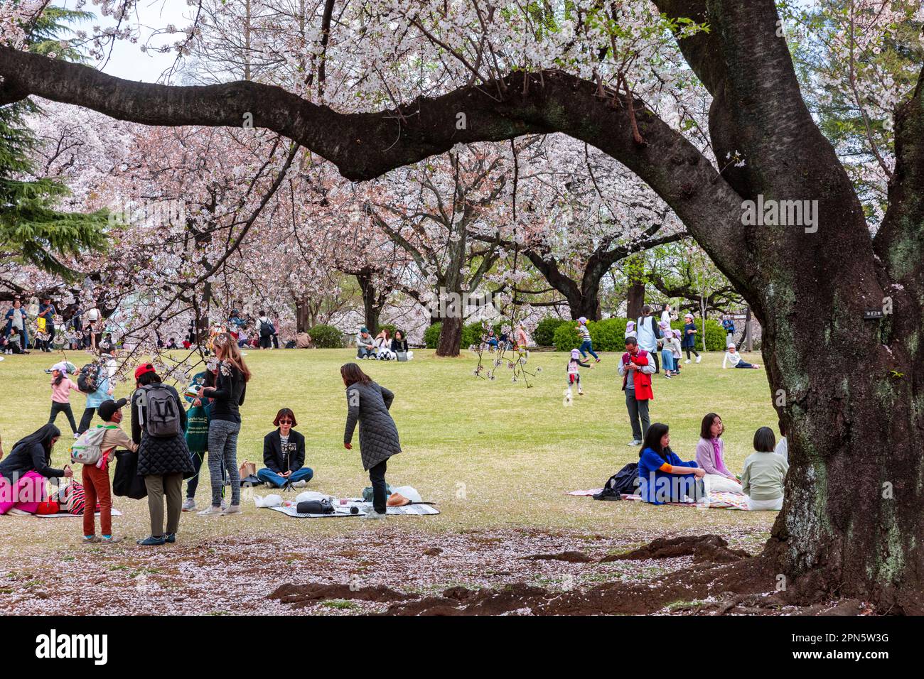 Cherry blossoms in shinjuku hi-res stock photography and images - Alamy