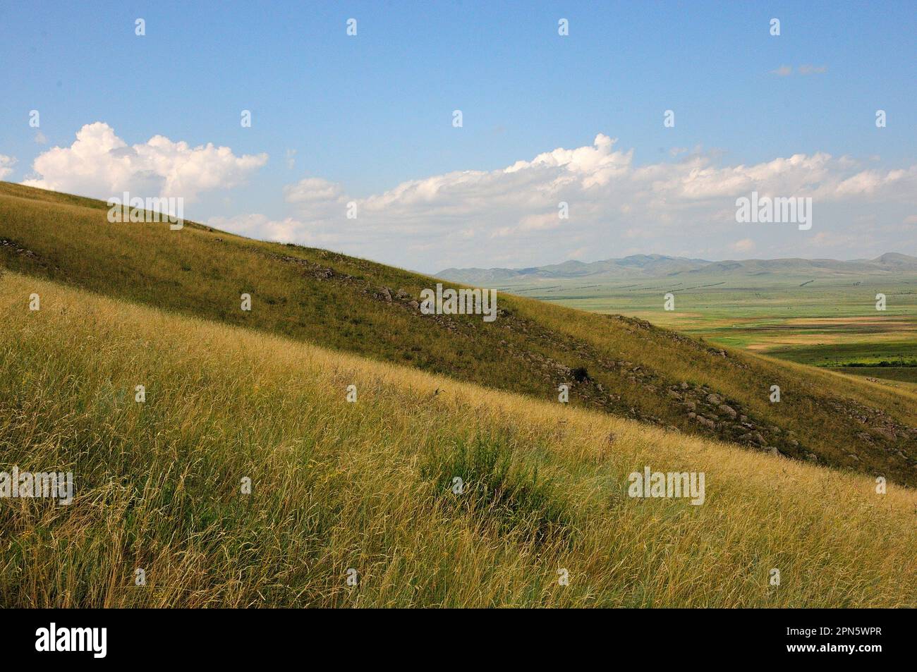 Steppe landscape with tall yellow grass hi-res stock photography and ...