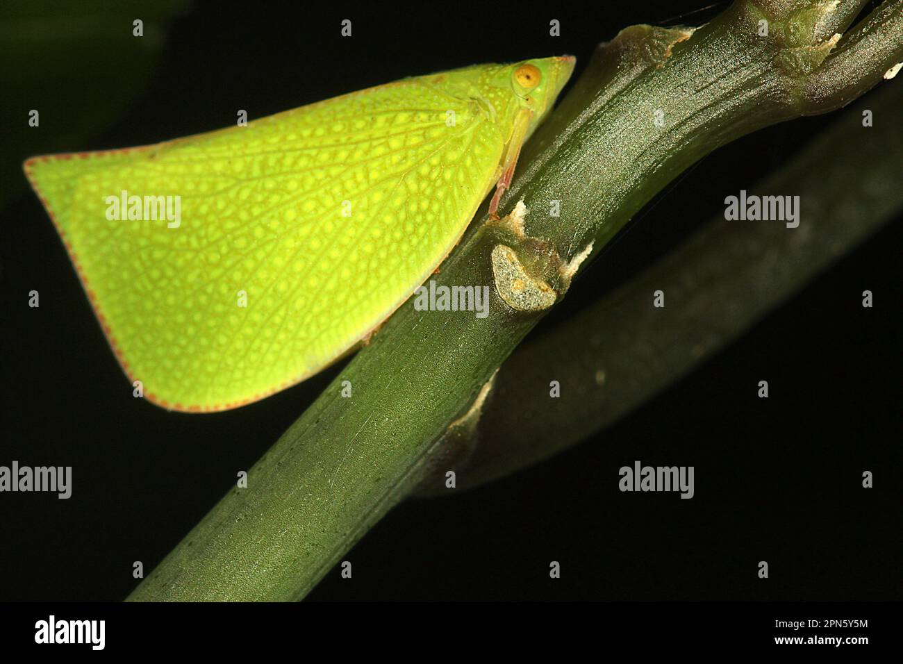 Torpedohead planthopper (Siphanta sp Stock Photo - Alamy