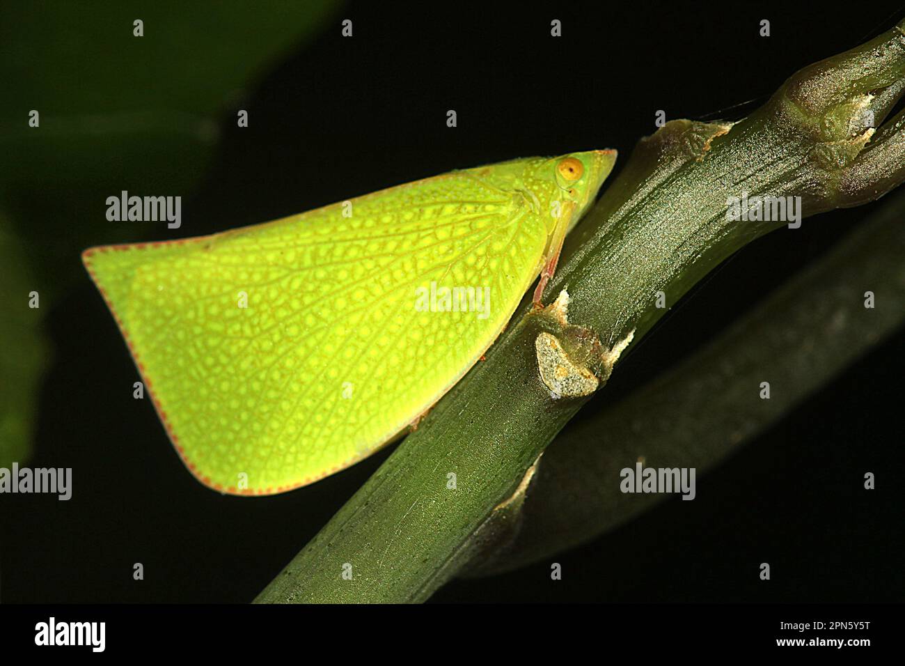 Planthopper hi-res stock photography and images - Alamy