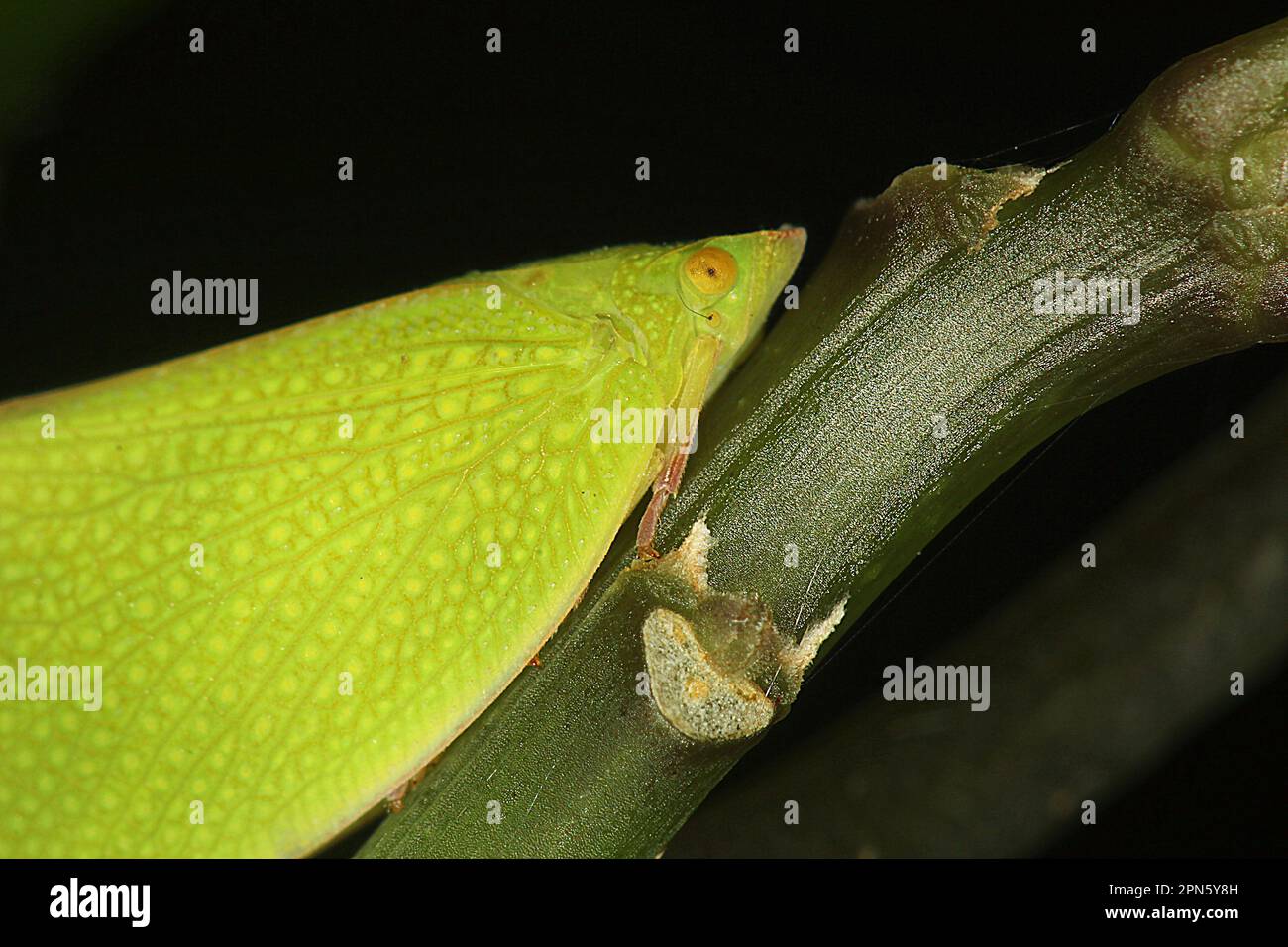 Torpedohead planthopper (Siphanta sp Stock Photo - Alamy