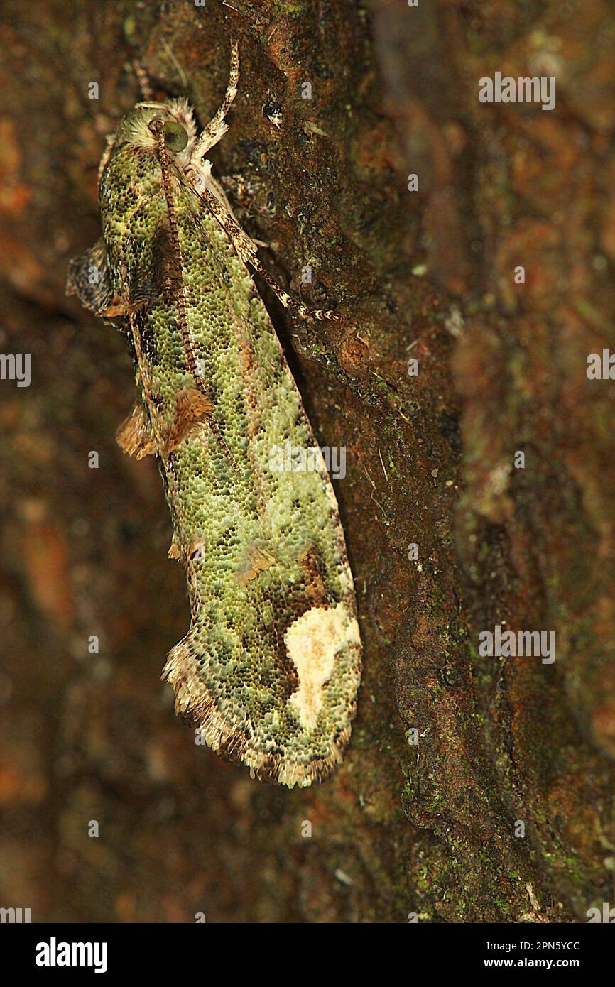 Saddleback moss moth (Lysiphragma mixochlora Stock Photo - Alamy