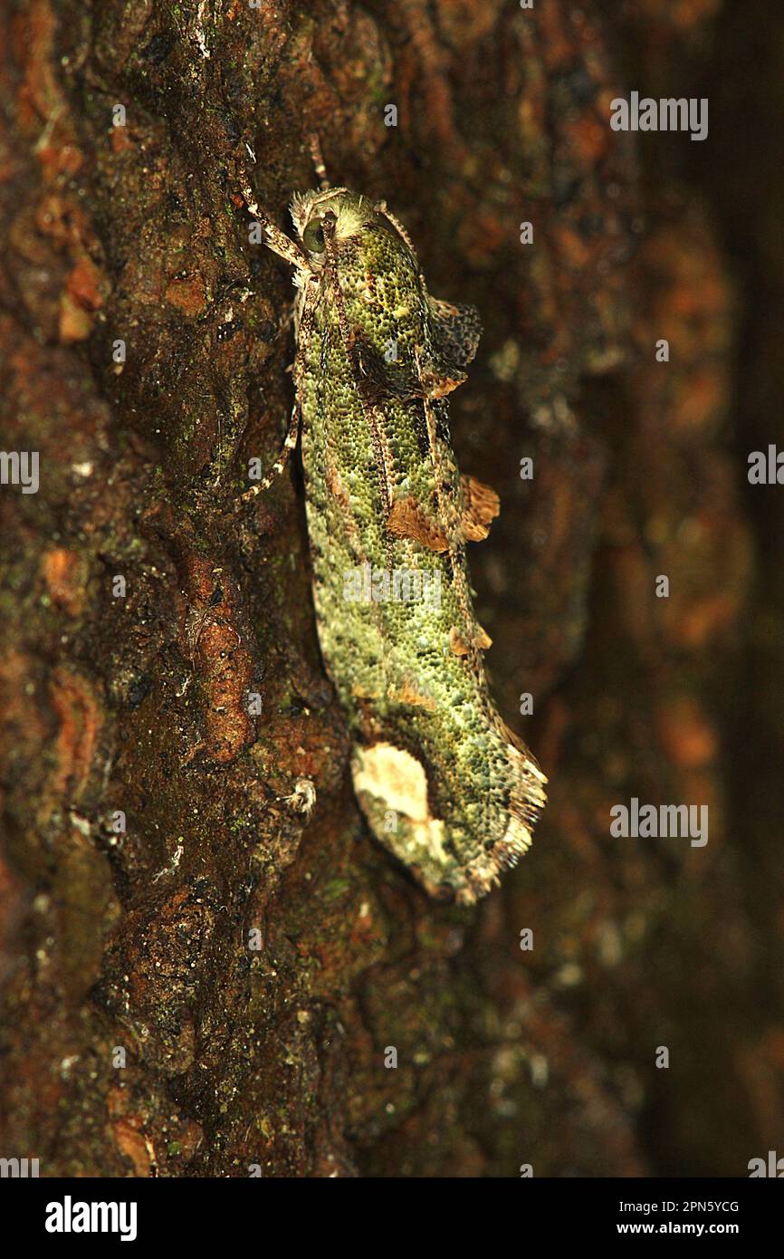 Mixochlora hi-res stock photography and images - Alamy