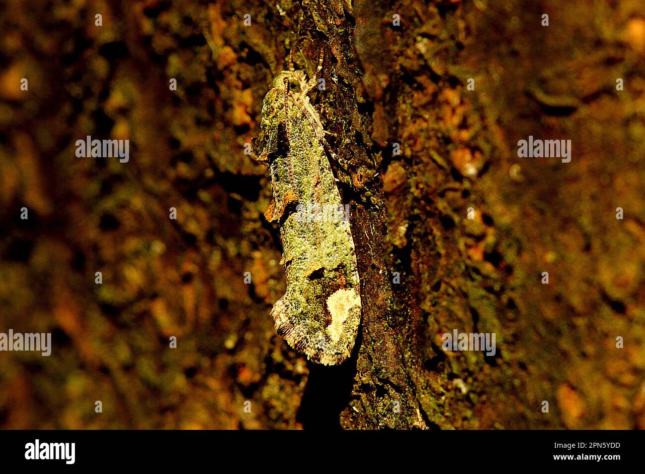 Mixochlora hi-res stock photography and images - Alamy