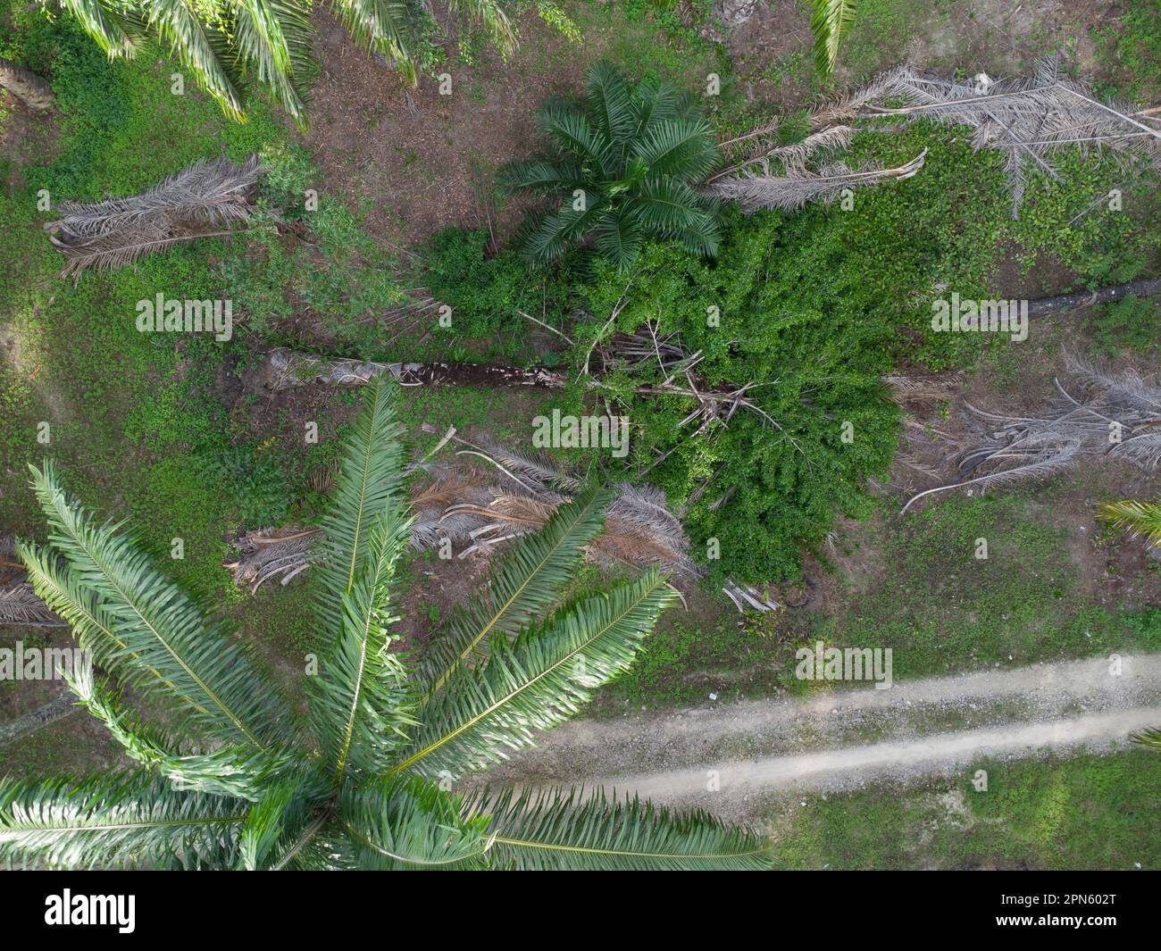 aerial scene of the fallen palm tree trunk on the ground at the ...