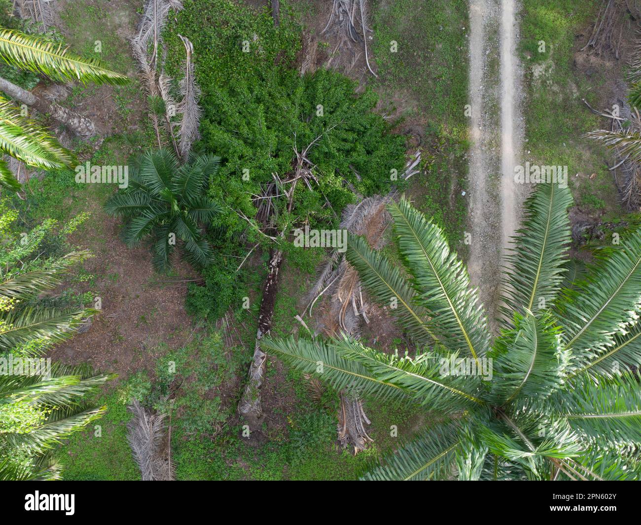 aerial scene of the fallen palm tree trunk on the ground at the ...