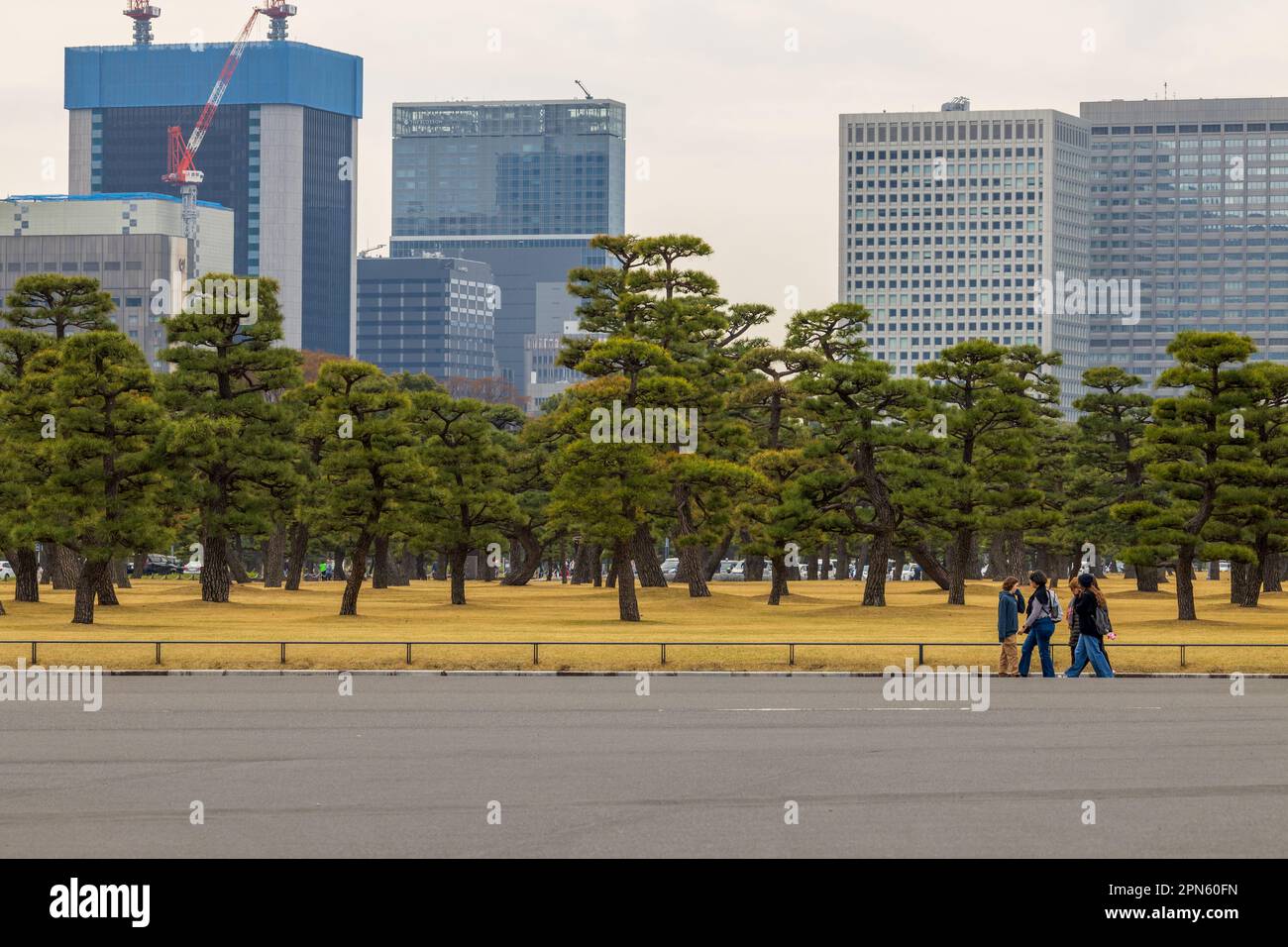 Tokyo, Japan - March 21, 2023: Tokyo Cityscape and Pine Trees in the ...