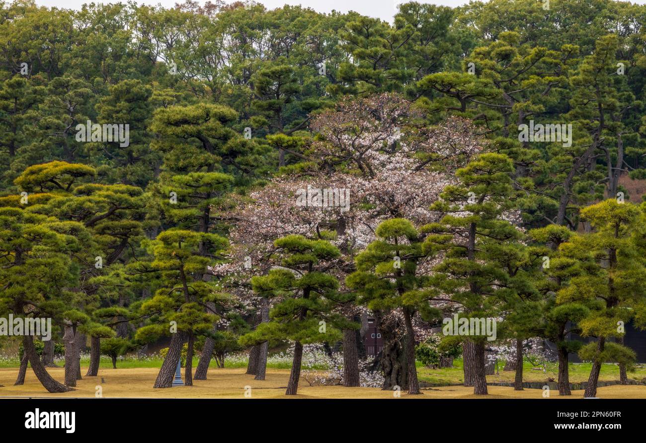 Beautiful Sakura and Pine Trees in the Kokyo Gaien (Imperial Palace Outer Garden) in Tokyo ...
