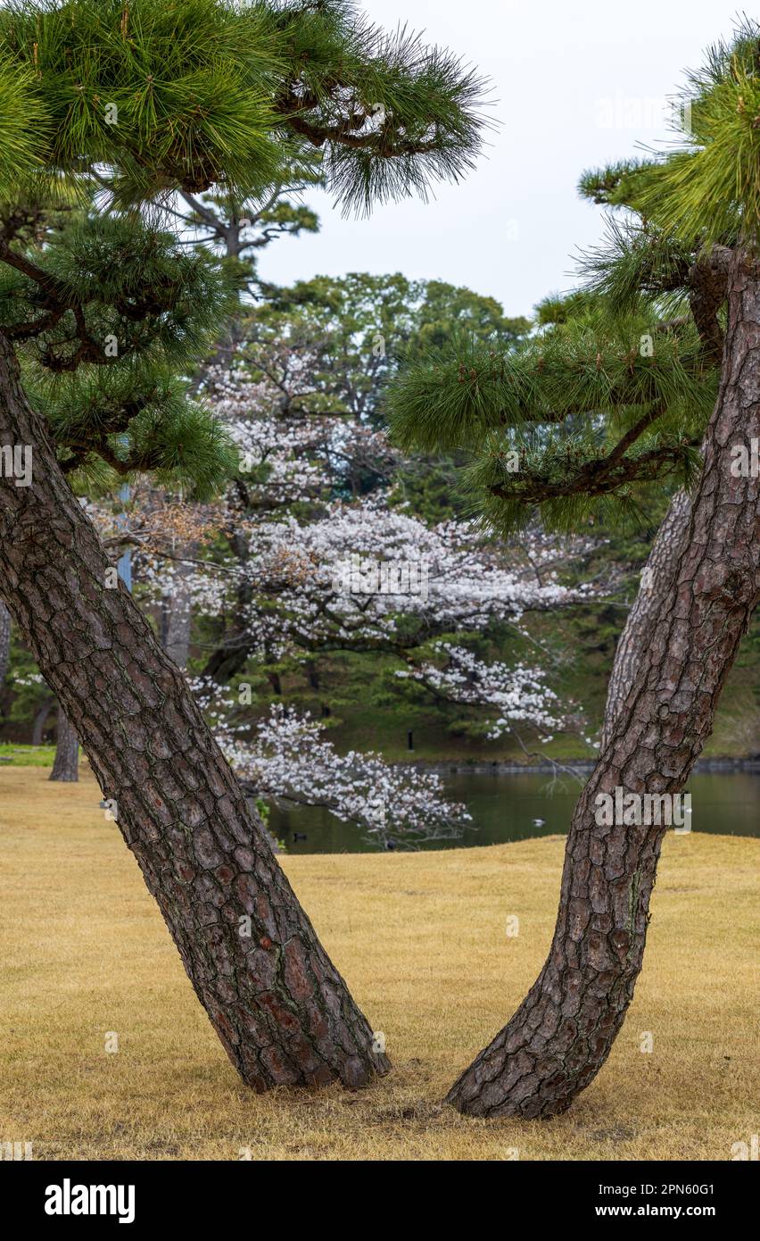 Beautiful Sakura and Pine Trees in the Kokyo Gaien (Imperial Palace ...