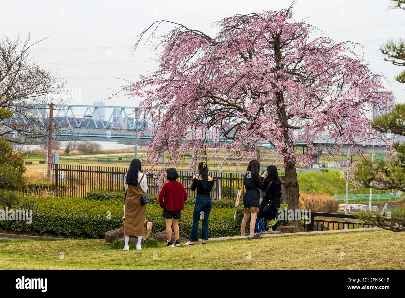 Tokyo, Japan - March 21, 2023: People enjoying Sakura blossoms in ...