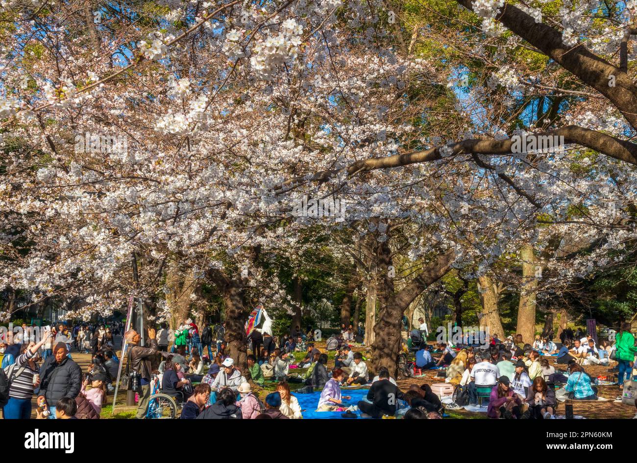 Tokyo, Japan - March 20, 2023: Visitors enjoy cherry blossom (Sakura ...