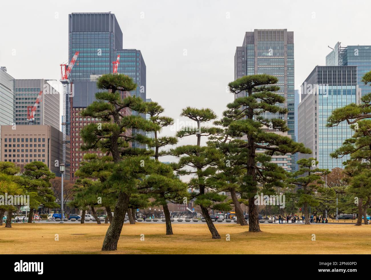 Tokyo, Japan - March 21, 2023: Tokyo Cityscape and Pine Trees in the ...
