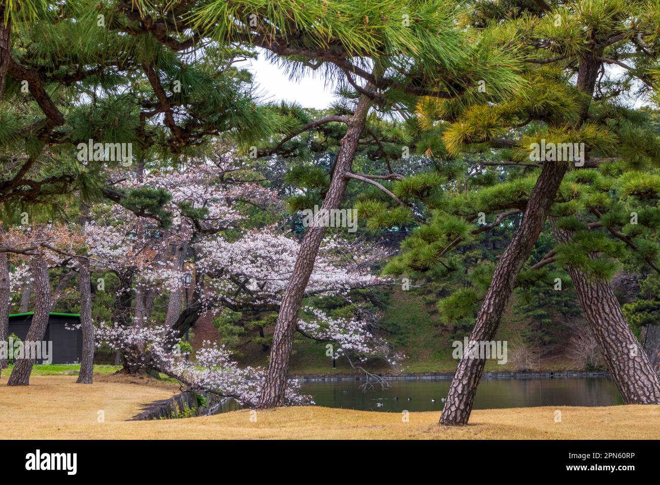 Beautiful Sakura and Pine Trees in the Kokyo Gaien (Imperial Palace Outer Garden) in Tokyo ...