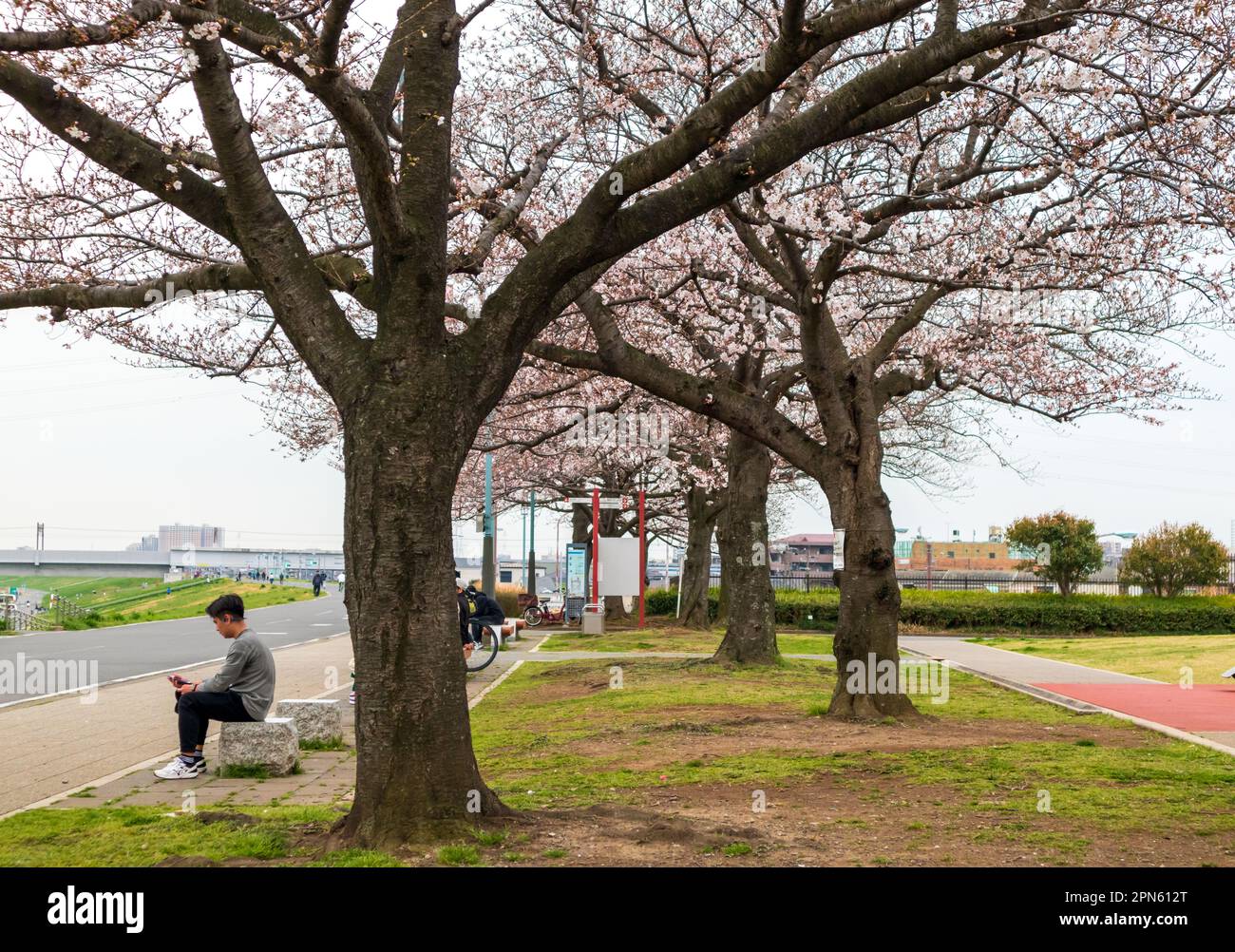 Tokyo, Japan - March 21, 2023: People enjoying Sakura blossoms in ...