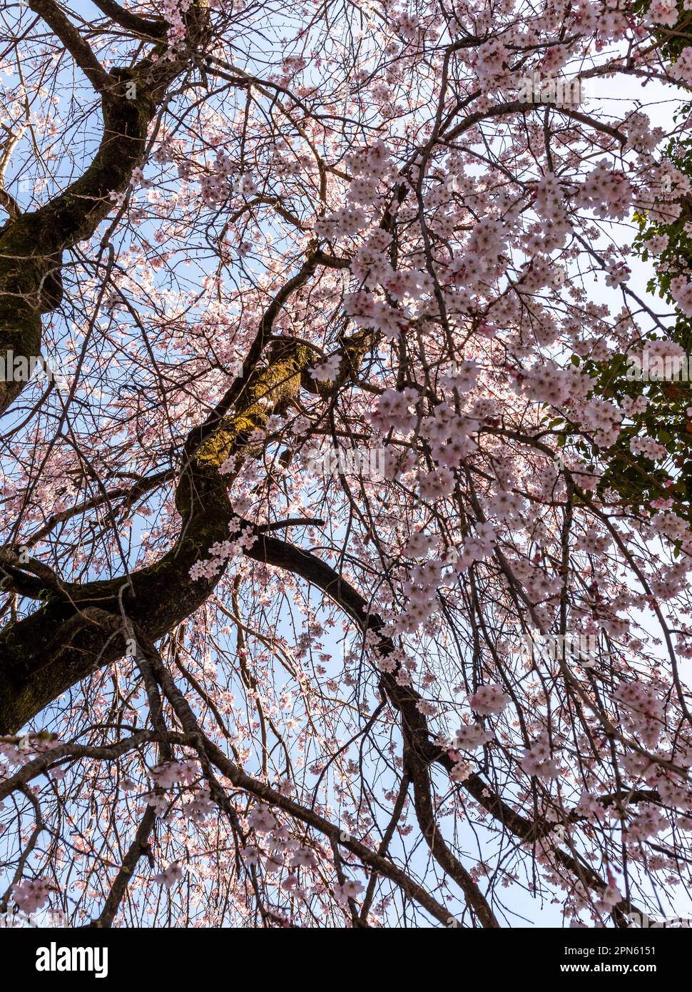 Sakura tree full bloom in Fujinomiya-city, Japan Stock Photo - Alamy