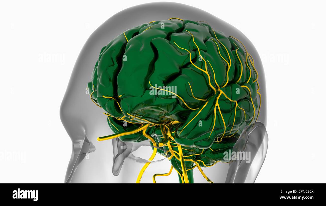 Interactive Brain Model