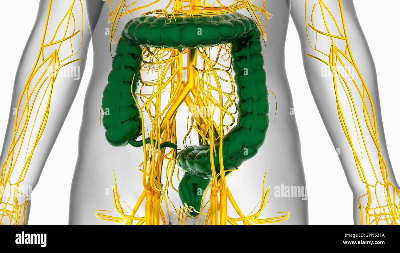 3D Illustration Human Digestive System Anatomy (Large Intestine) For ...