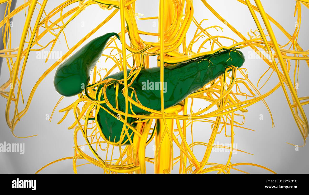 Human Digestive System Pancreas and Gall Bladder Anatomy For Medical ...