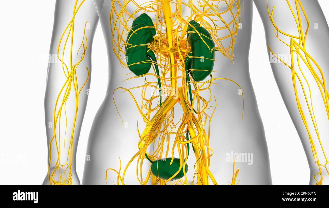 Human Kidneys Anatomy For Medical Concept 3D Illustration Stock Photo ...