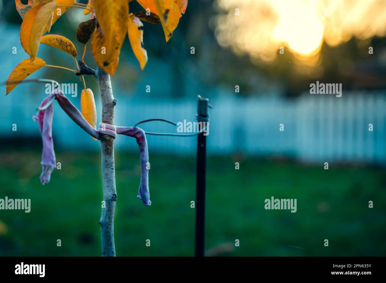 Fruit tree sapling hi-res stock photography and images - Alamy