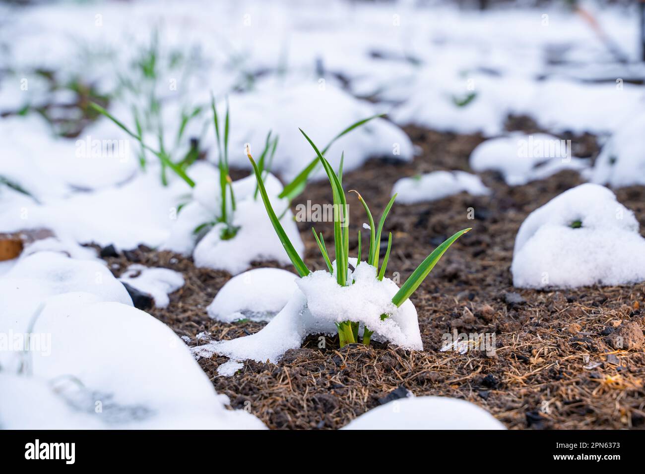 Garden bed with melting snow and growing garlic in spring. Winter ...