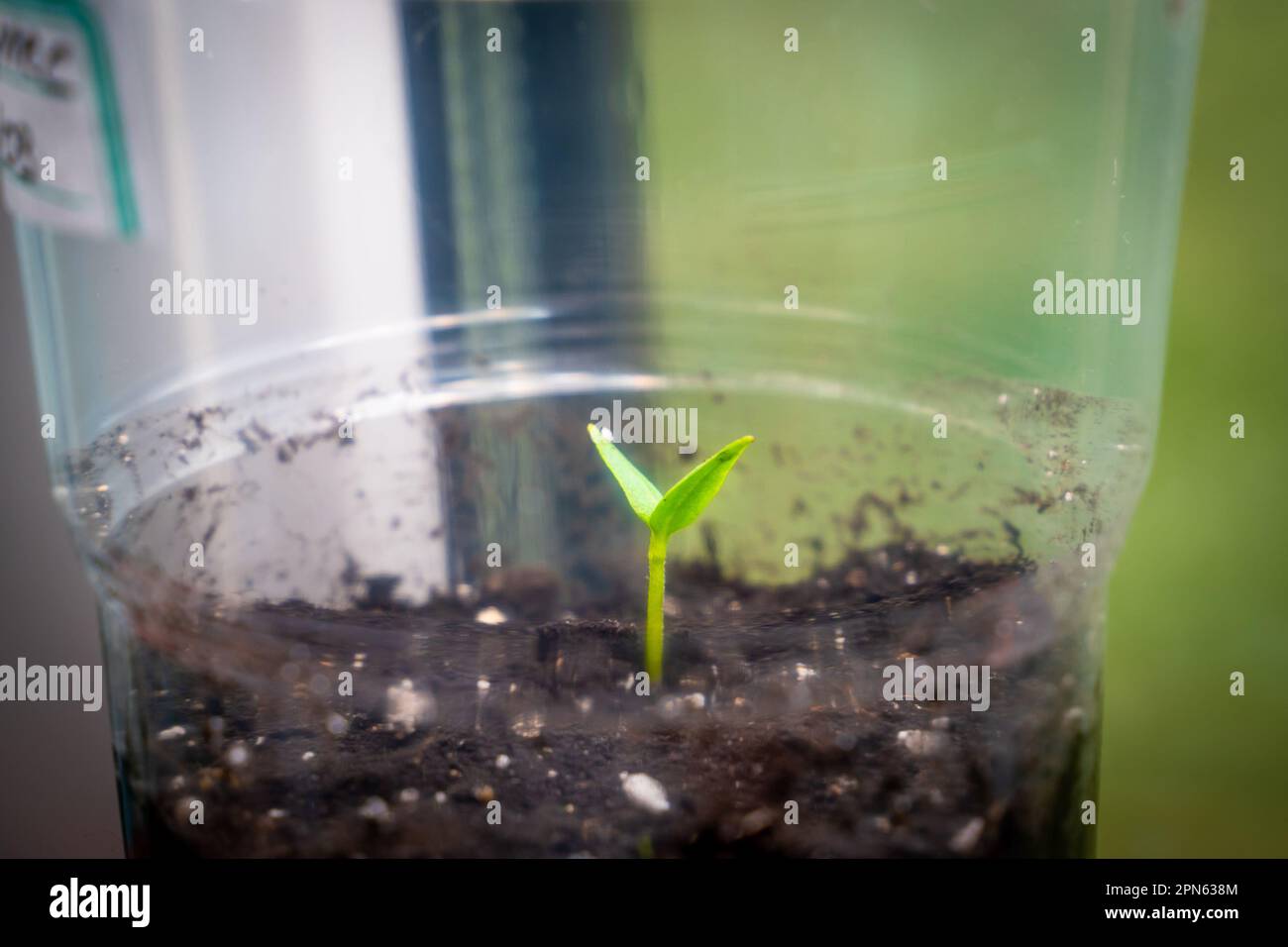 Sprouted seedlings from seeds close-up. Growing seedlings in spring on ...