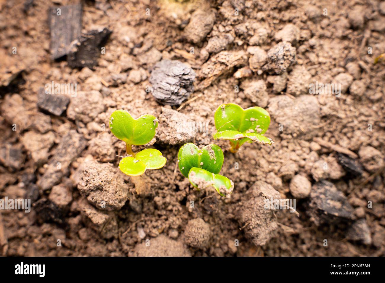 Sprouted radish close-up in the vegetable garden. Young green leaves of ...