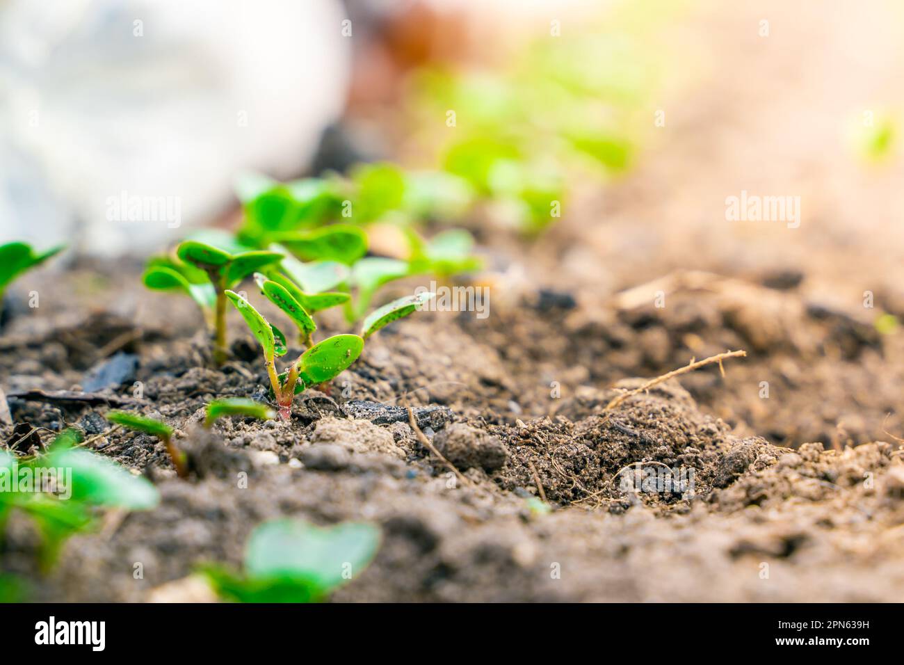 Sprouted radish close-up in the vegetable garden. Young green leaves of ...
