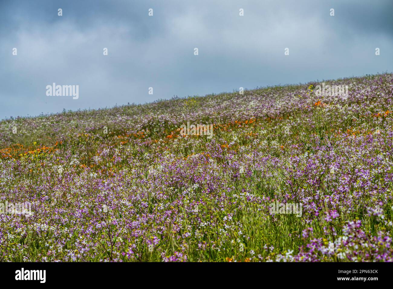 Point buchon trail hi-res stock photography and images - Alamy