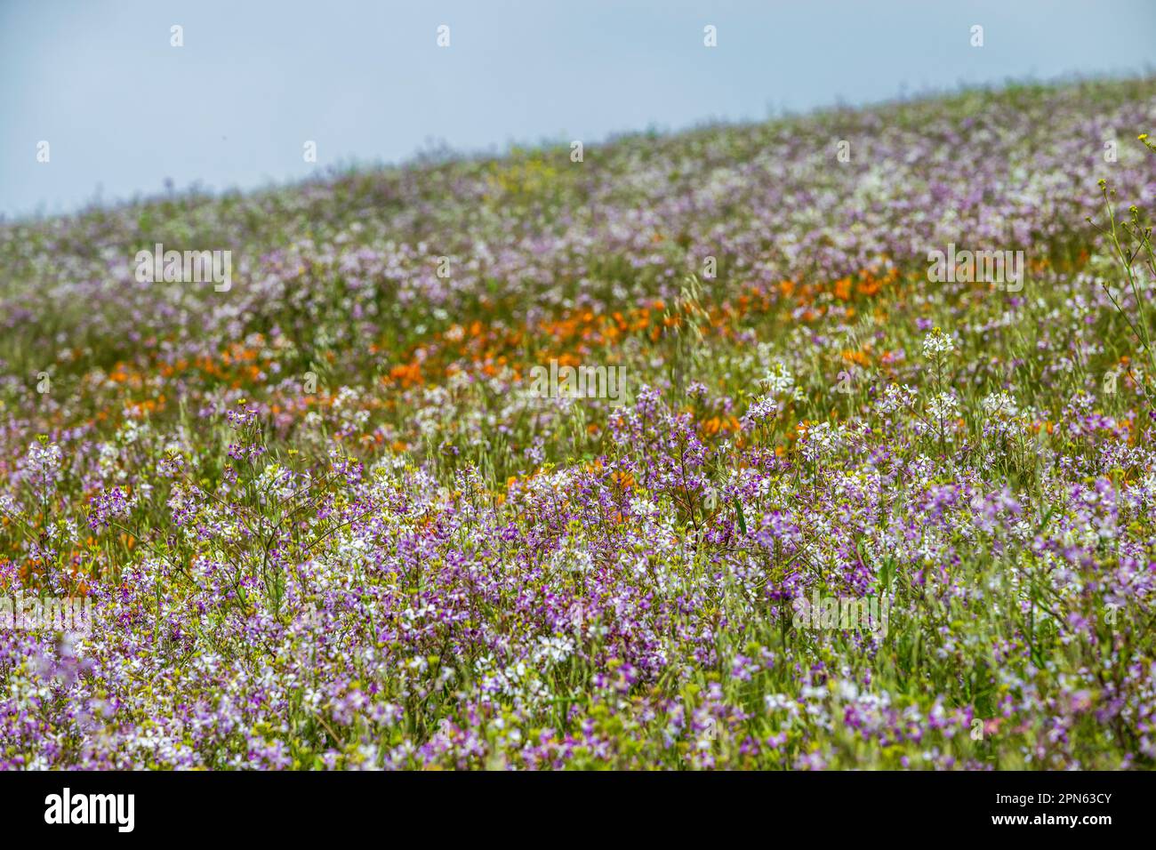 Wildflowers on the Point Buchon Trail at Montana de Oro State Park ...