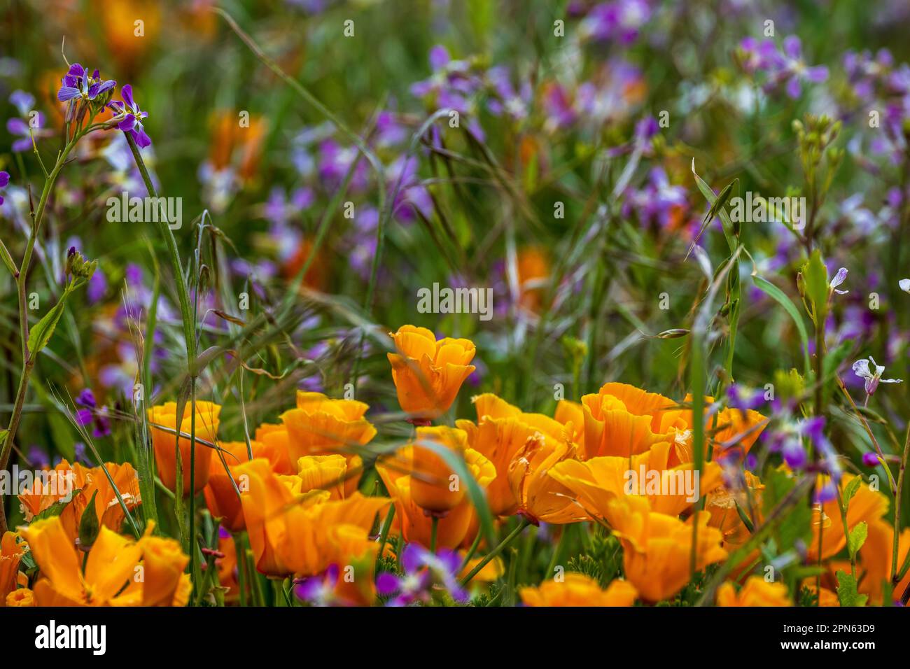 Wildflowers on the Point Buchon Trail at Montana de Oro State Park ...