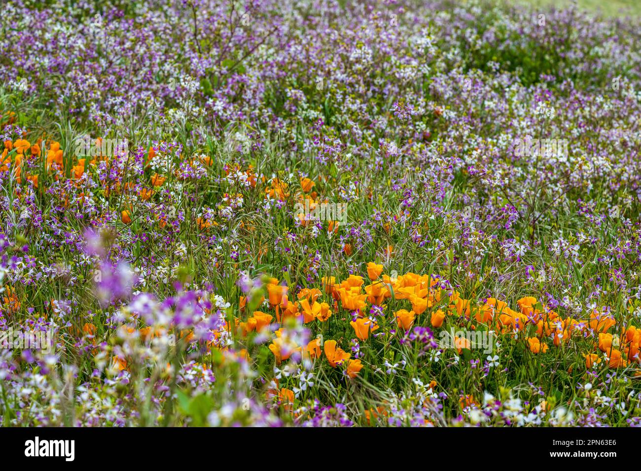 Wildflowers on the Point Buchon Trail at Montana de Oro State Park ...