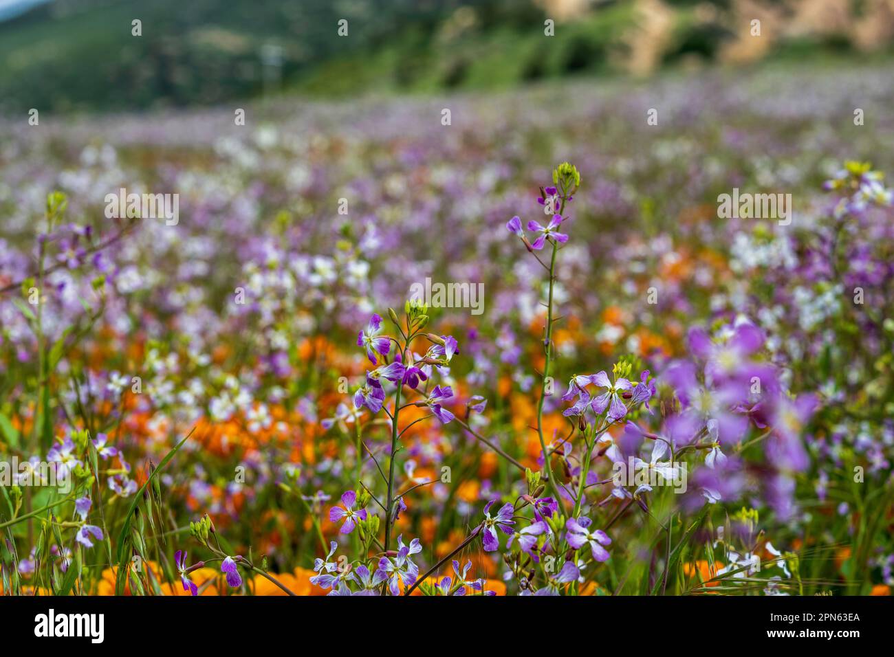 Point buchon trail hi-res stock photography and images - Alamy