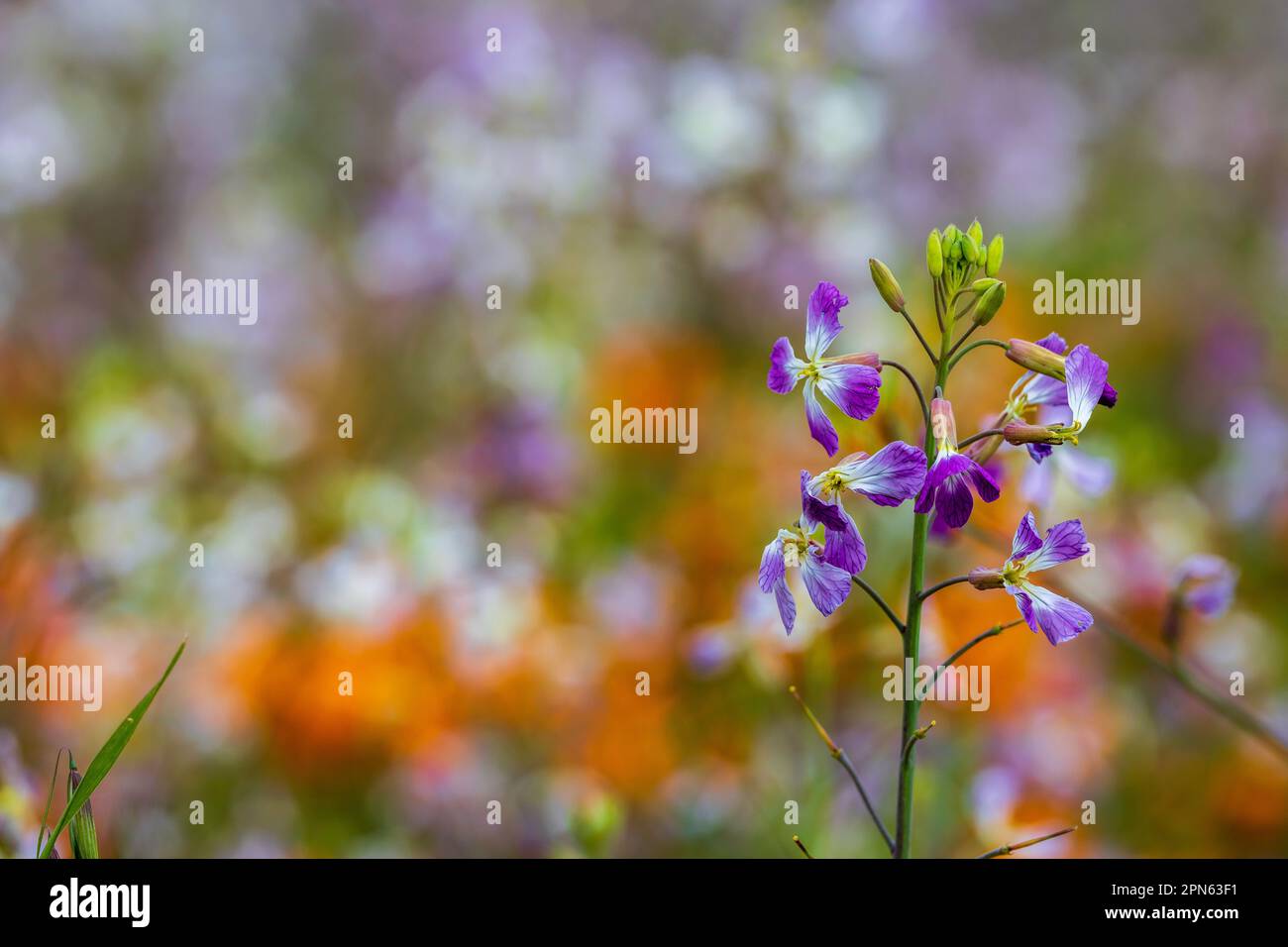 Wildflowers on the Point Buchon Trail at Montana de Oro State Park ...