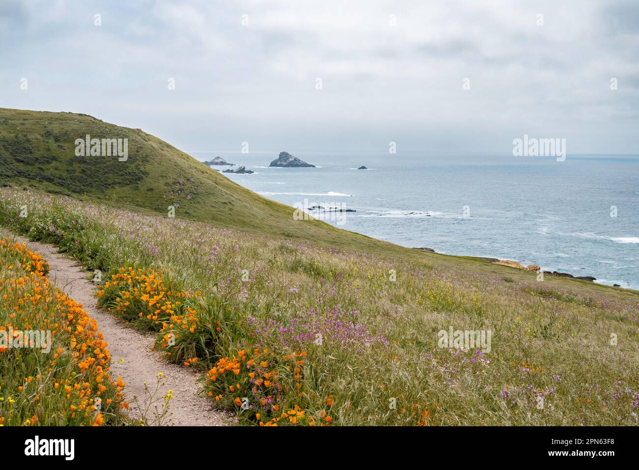 Wildflowers on the Point Buchon Trail at Montana de Oro State Park ...