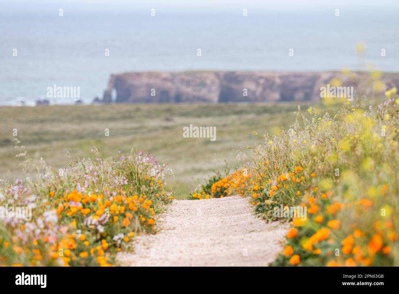 Wildflowers on the Point Buchon Trail at Montana de Oro State Park ...